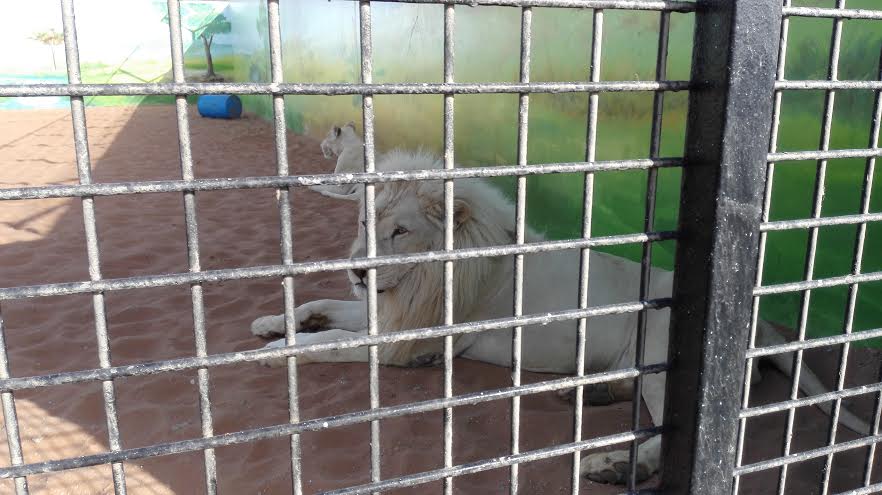 RAK Zoo - UAE’s Third-Largest Zoo in Ras Al Khaimah